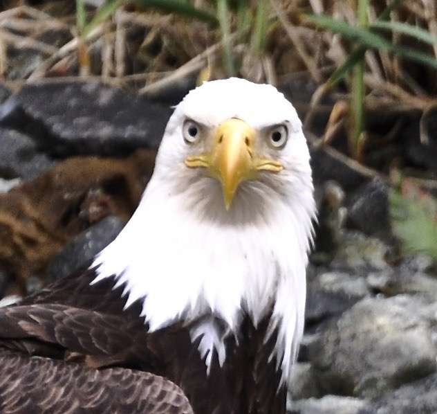 The Wild Alaskan Lodge – Pelican, AK