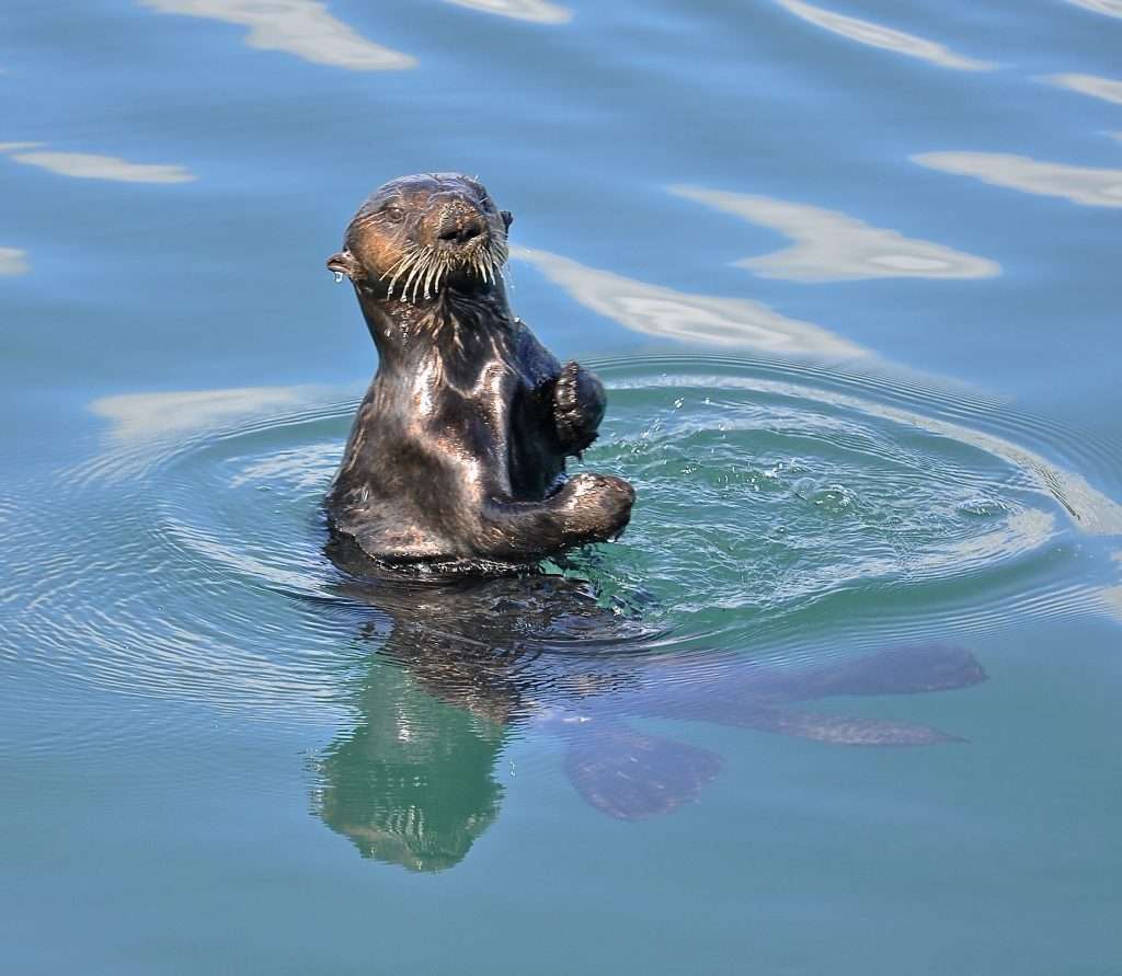 The Wild Alaskan Lodge – Pelican, AK