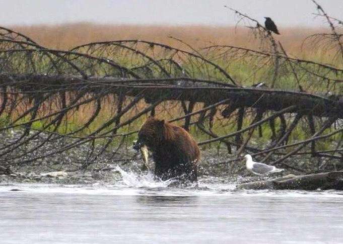 The Wild Alaskan Lodge – Pelican, AK