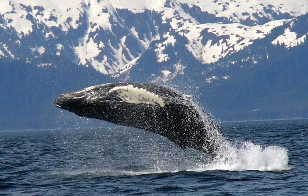 The Wild Alaskan Lodge – Pelican, AK