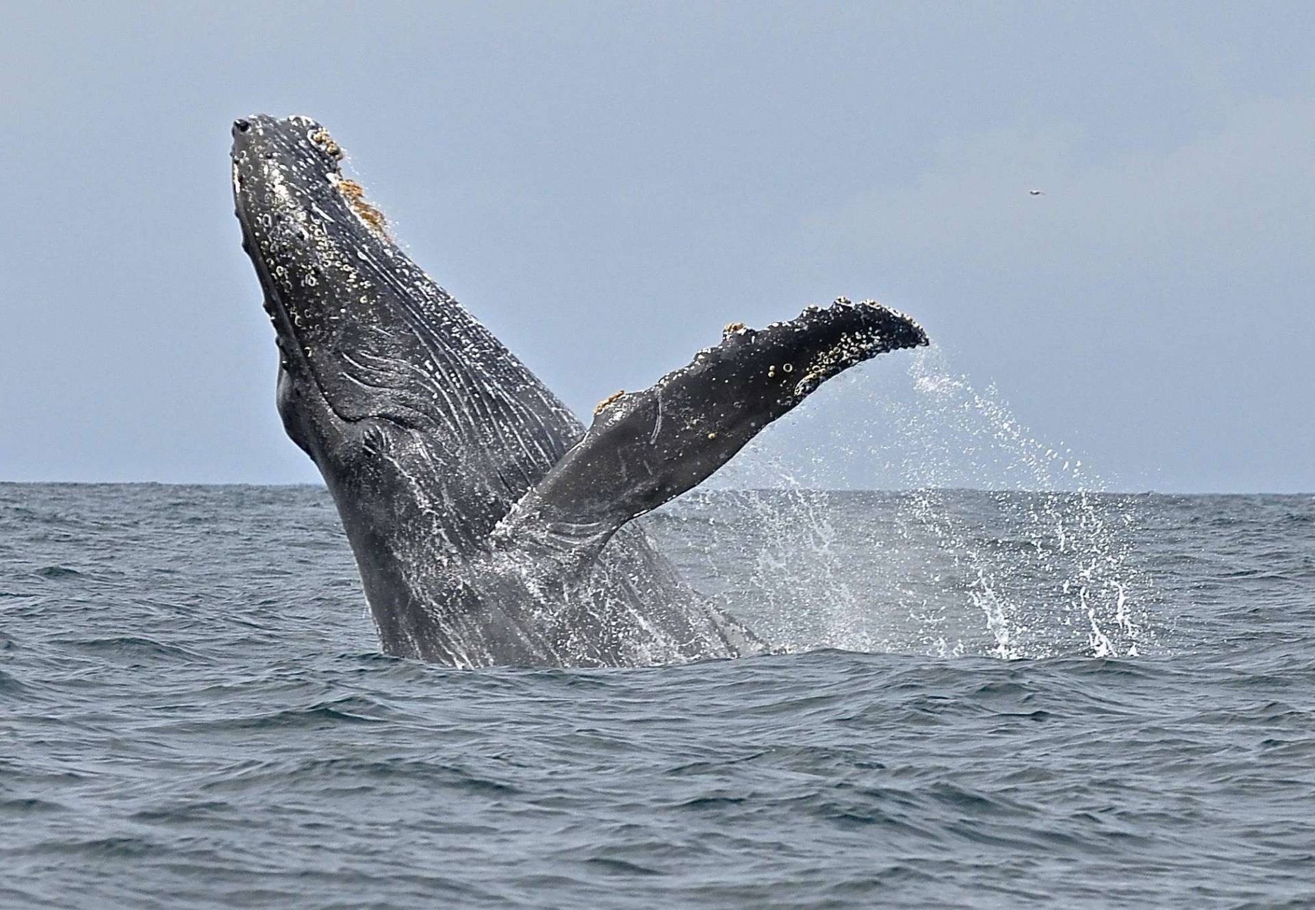 The Wild Alaskan Lodge – Pelican, AK